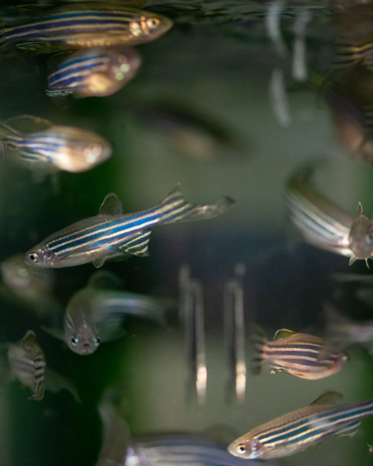 Sahar Kanishka | College of Science