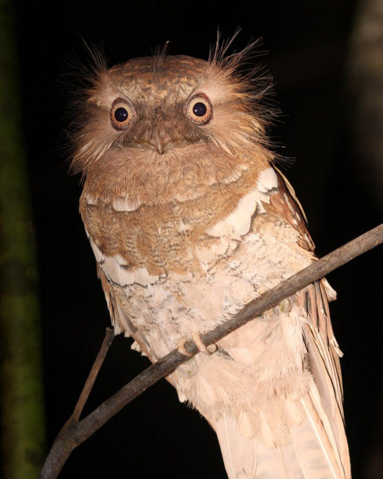 Birds of the Philippines | College of Science