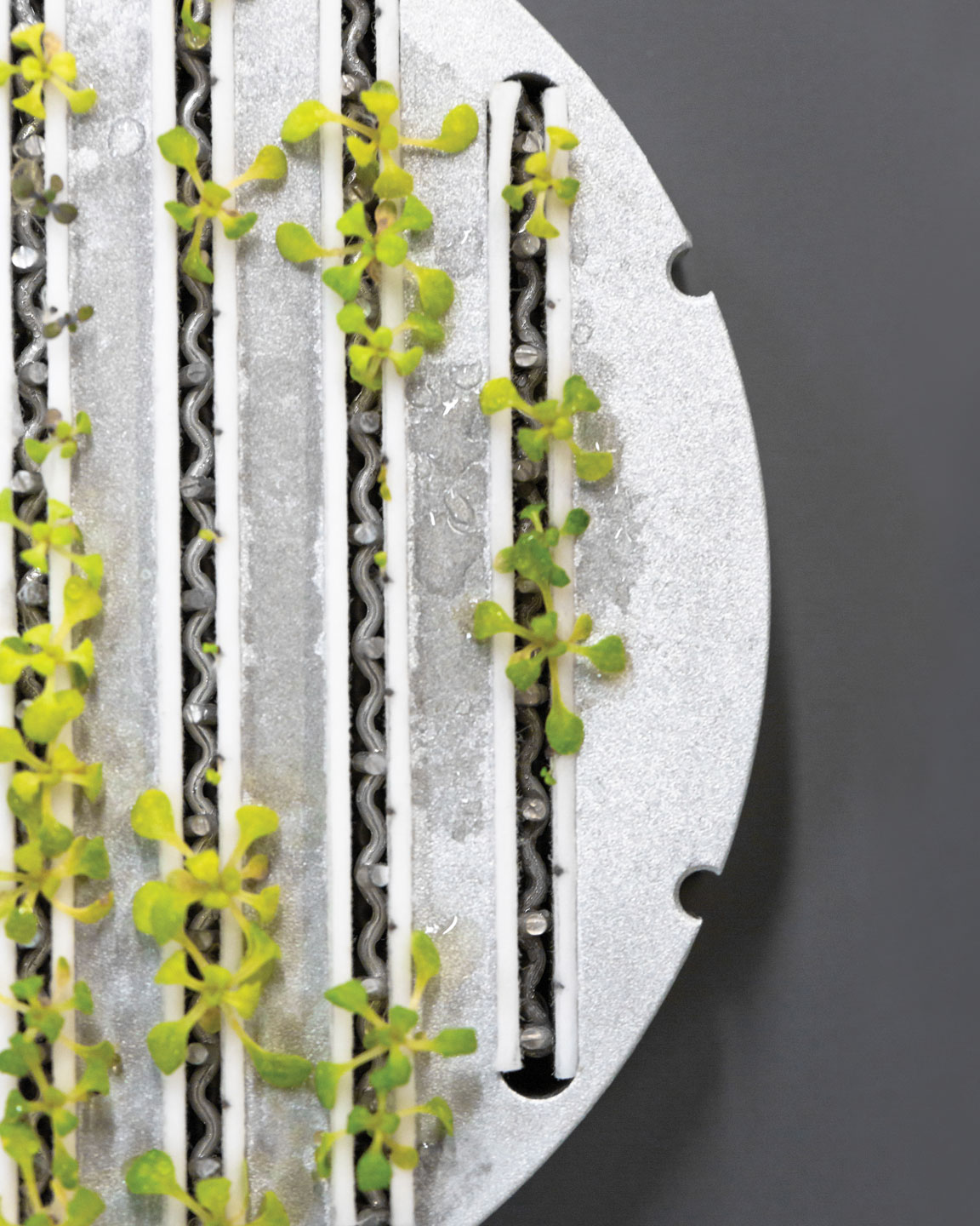Space Plants | College of Science