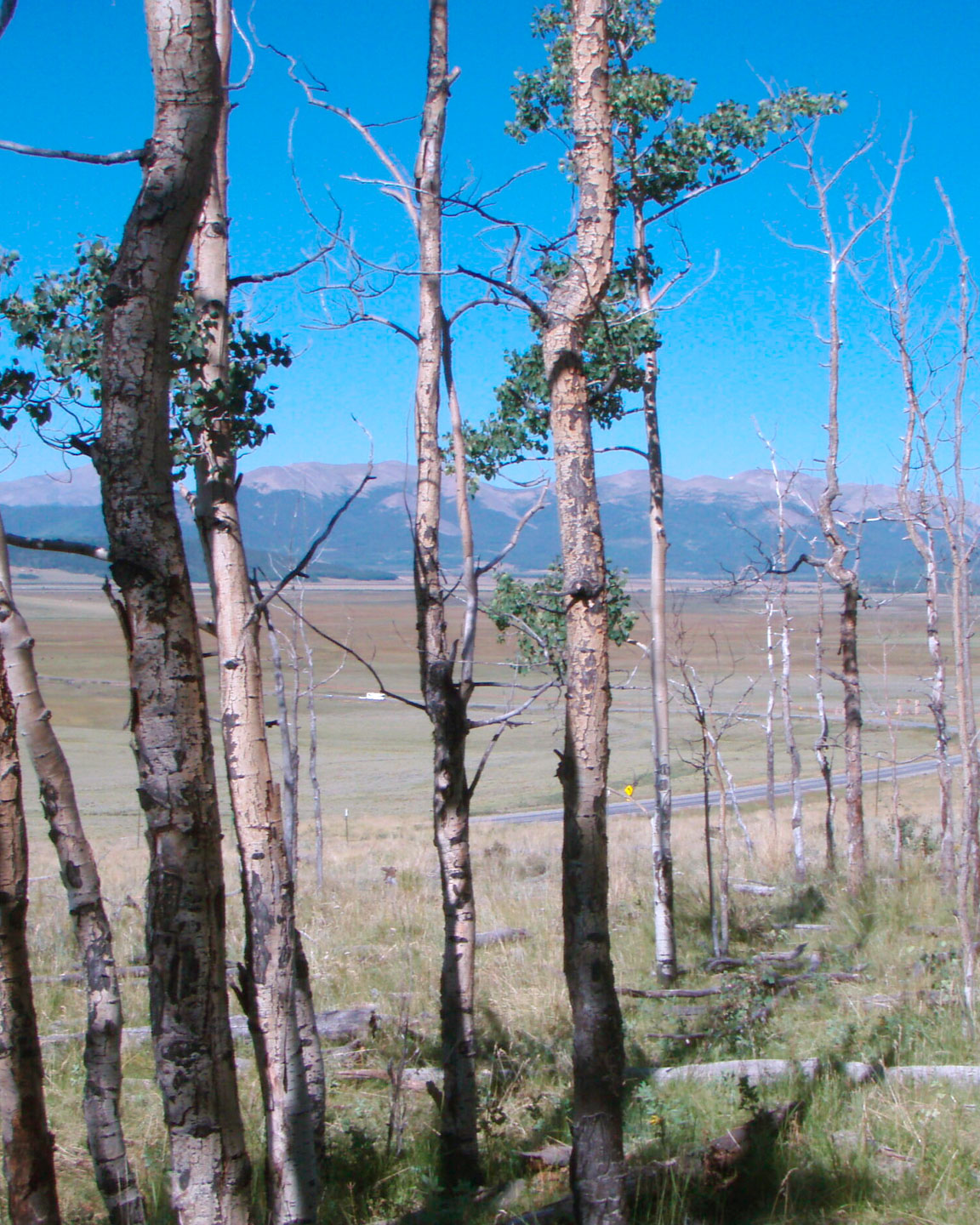 Interactive Forest Maps | College of Science