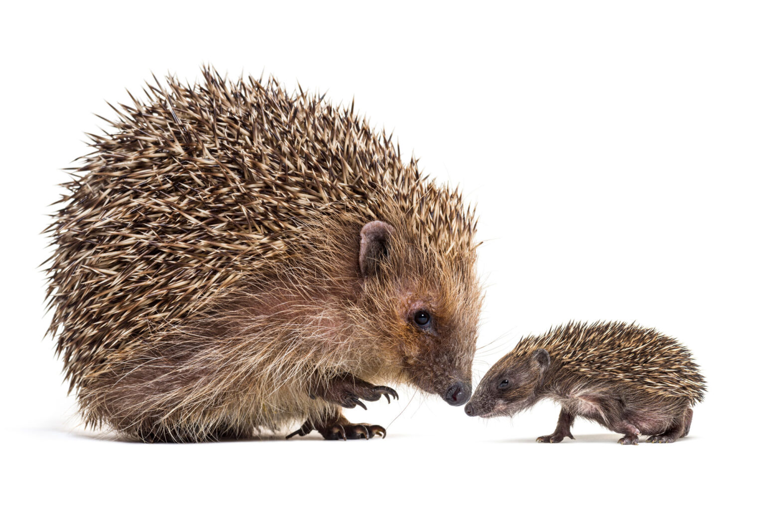 Hedgehog Signaling | College of Science