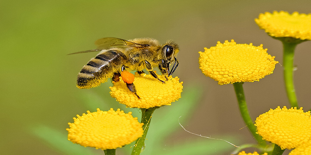 Pollination Images: A Visual Guide