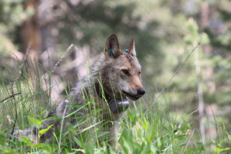 Shared Landscapes: Wolves and Humans in Rural Turkey | College of Science