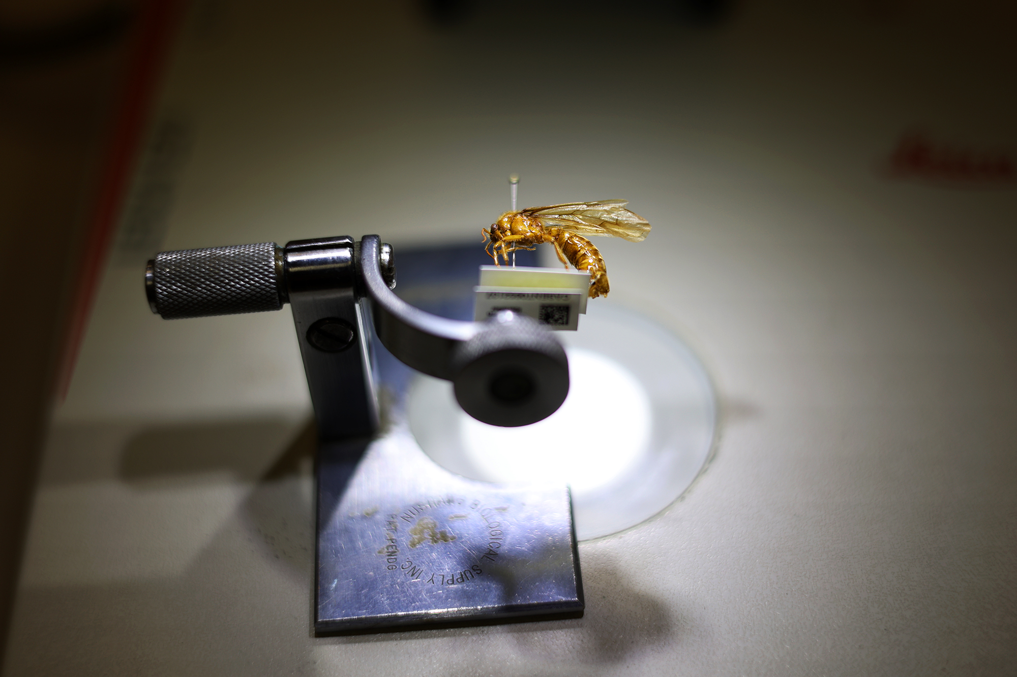 Humans of the U: Megan DuVal | College of Science