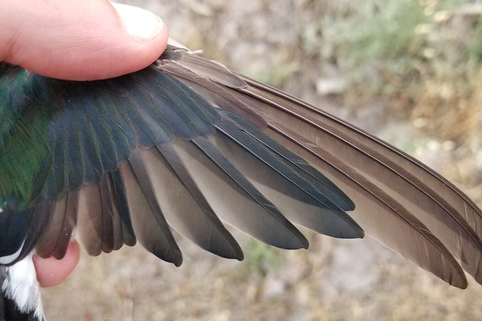 Migratory songbirds’ fall feather molt | College of Science